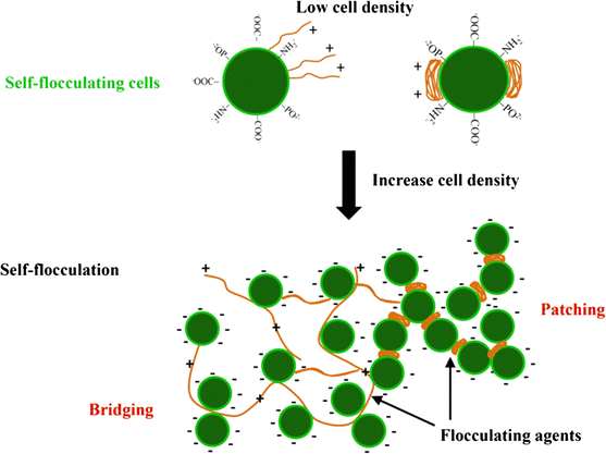 Bioflocculation as an innovative harvesting strategy for microalgae | SpringerLink