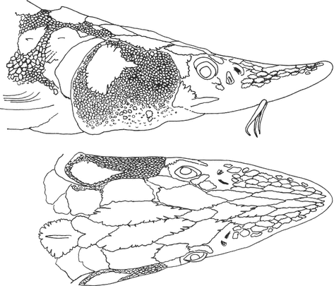Ecology and biology of the lake sturgeon: a synthesis of current ...