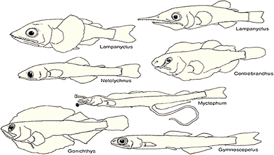 A review on mesopelagic fishes belonging to family Myctophidae ...