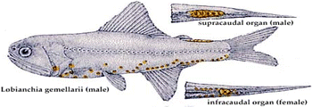 A review on mesopelagic fishes belonging to family Myctophidae ...