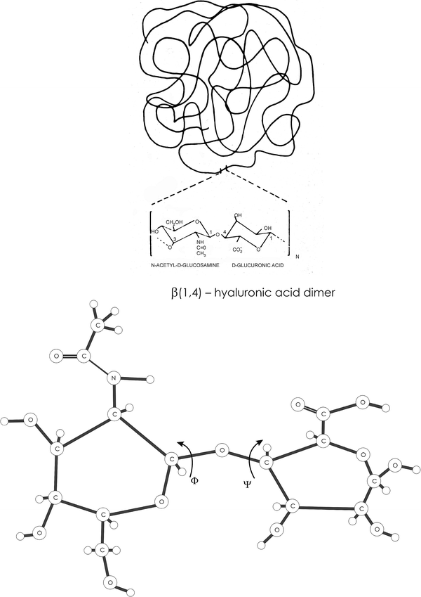Molecular structure of hyaluronan: an introduction | SpringerLink