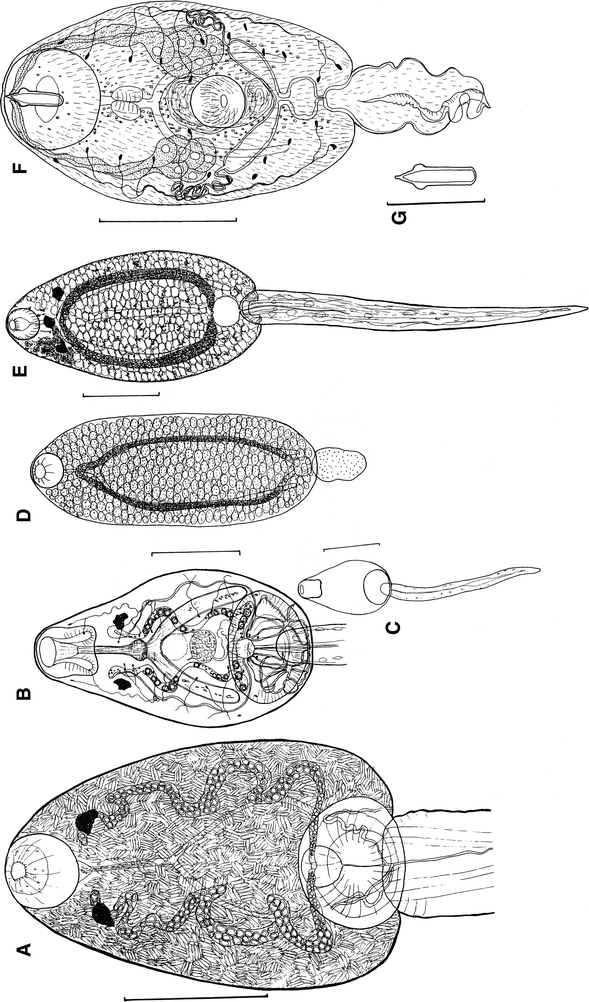 Larval trematodes (Digenea) of planorbid snails (Gastropoda: Pulmonata ...
