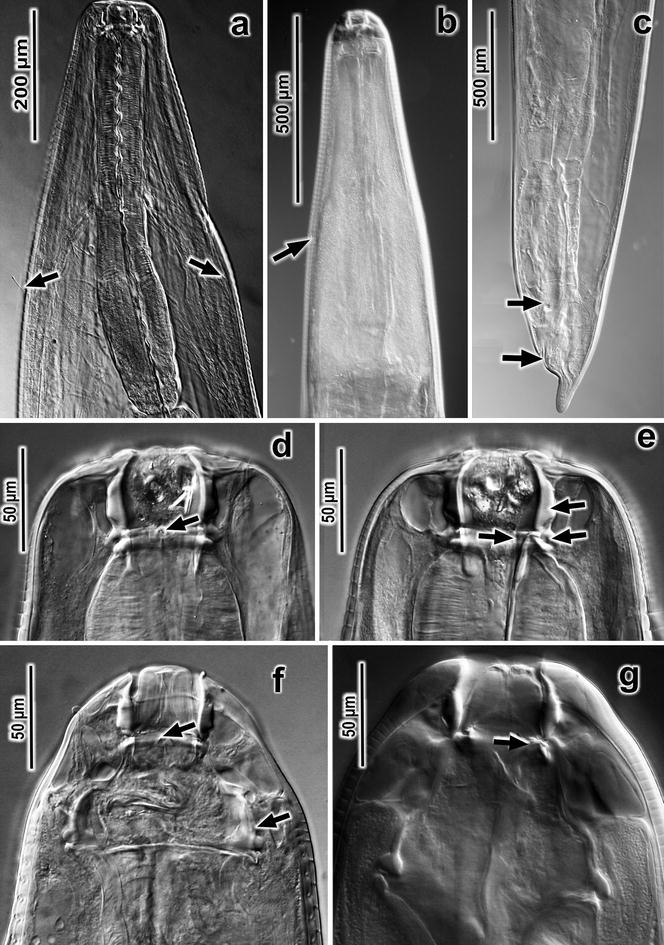 Morphology and diagnosis of some fourth-stage larvae of cyathostomines ...