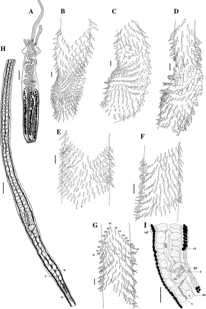Dollfusiella qeshmiensis n. sp. (Cestoda: Trypanorhyncha) from the ...