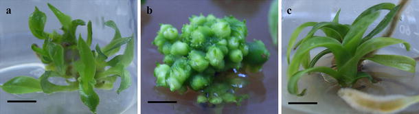 In vitro propagation of Paphiopedilum orchid through formation of ...