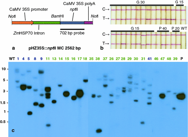 Comparison of direct and indirect embryogenesis protocols, biolistic ...