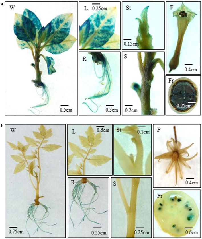 The laccase promoter of potato confers strong tuber-specific expression ...