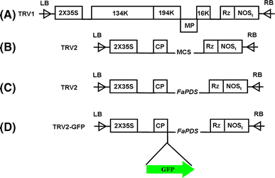 Tobacco rattle virus mediated gene silencing in strawberry plants ...
