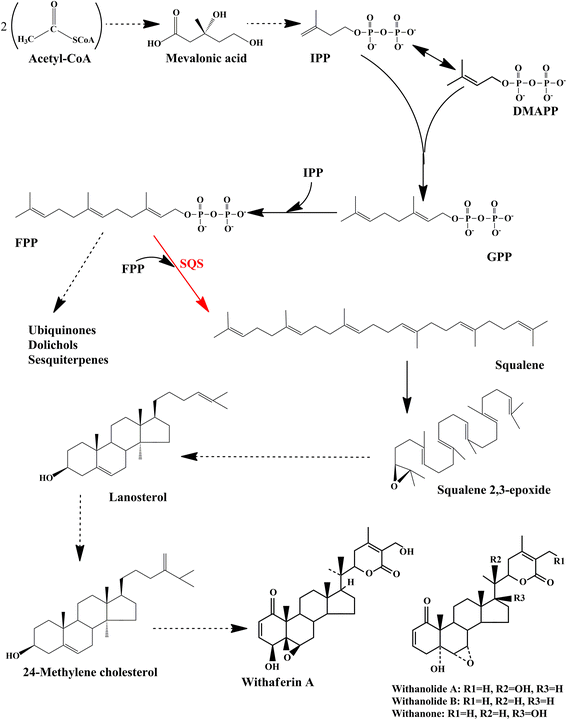 Overexpression of squalene synthase in Withania somnifera leads to ...