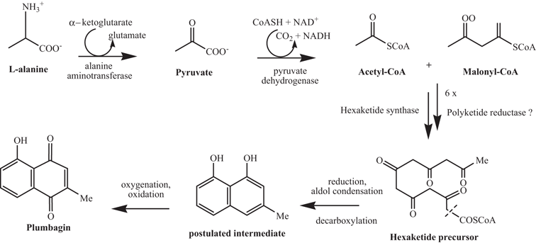 Enhanced plumbagin production in Plumbago indica root cultures by ʟ-alanine feeding and in situ ...