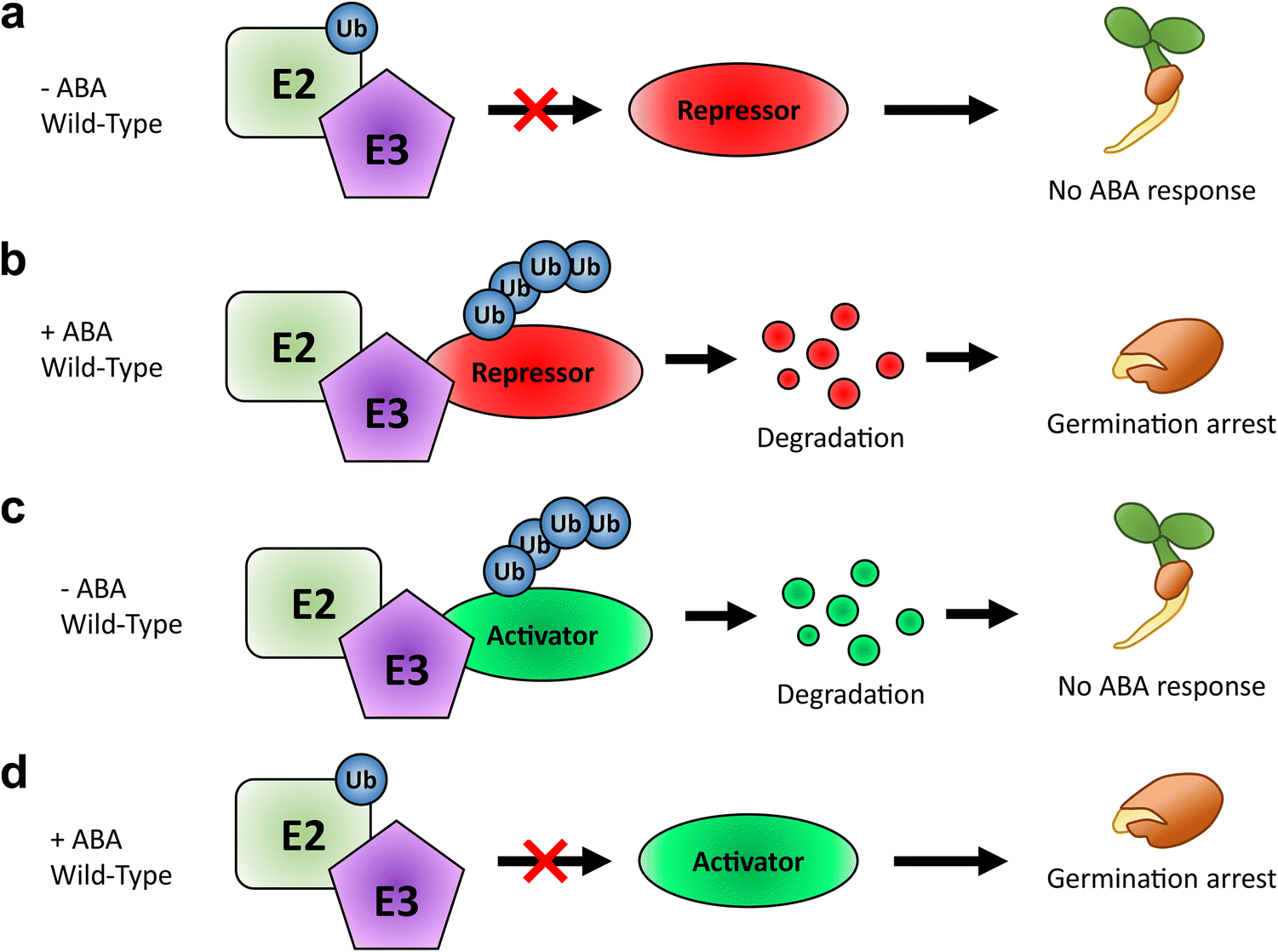 High throughput in vitro seed germination screen identified new ABA ...
