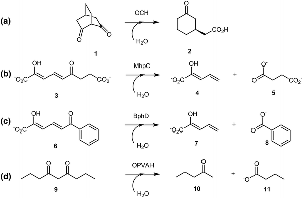 Mutational Analysis of the C–C Bond Cleaving Enzyme Phloretin Hydrolase ...