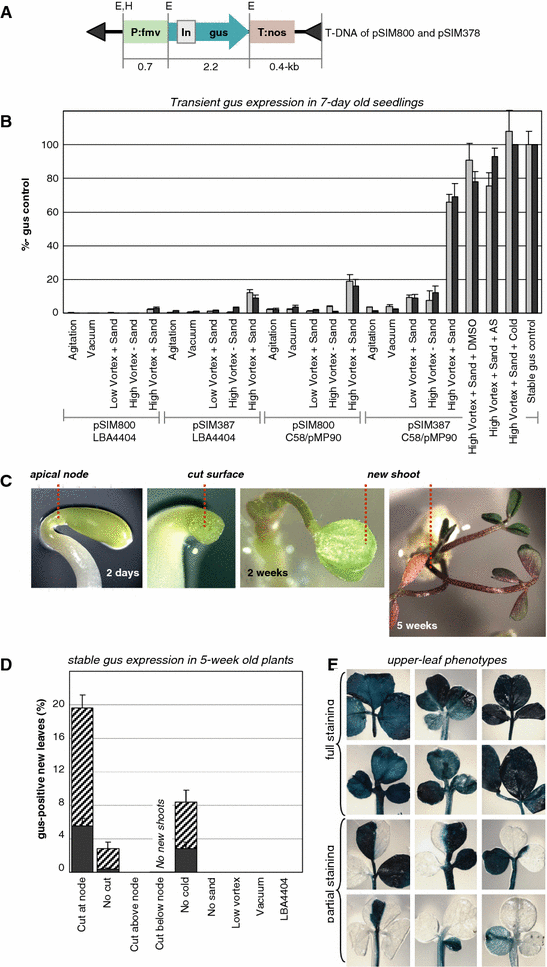 Development of an in planta method for transformation of alfalfa ...