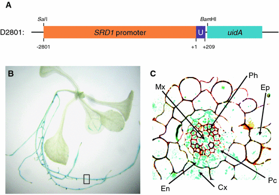 A sweetpotato SRD1 promoter confers strong root-, taproot-, and tuber ...