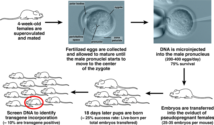 The construction of transgenic and gene knockout/knockin mouse models ...