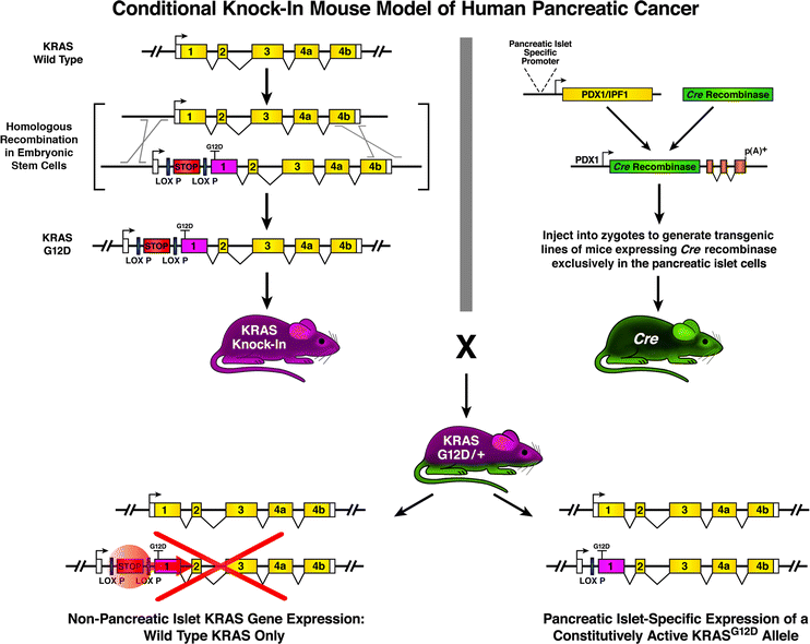 The construction of transgenic and gene knockout/knockin mouse models ...
