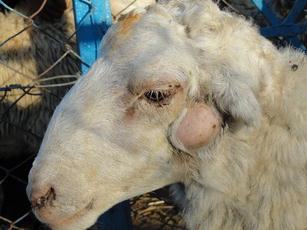 Rapid detection of Corynebacterium pseudotuberculosis in clinical ...