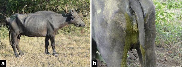 Paratuberculosis in buffaloes in Northeast Brazil | SpringerLink