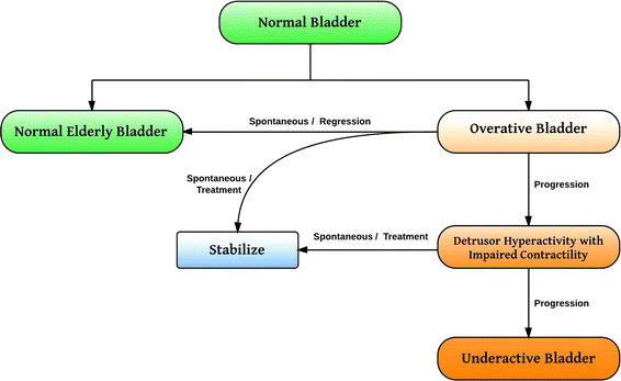 The overactive bladder progression to underactive bladder hypothesis ...