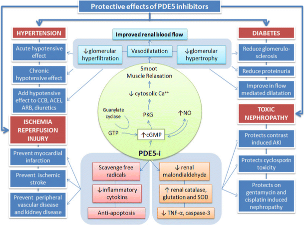 Phosphodiesterase type 5 inhibitors and kidney disease | SpringerLink