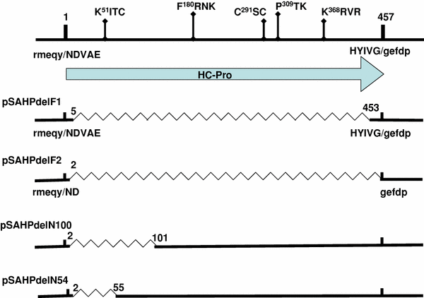 N-terminal of Papaya ringspot virus type-W (PRSV-W) helper component ...