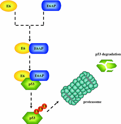 The biological properties of E6 and E7 oncoproteins from human ...