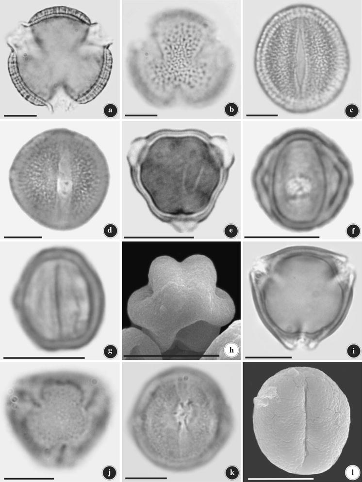 Pollen morphology of the shrub and arboreal flora of mangroves of ...