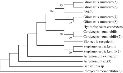 Gibberellin production and plant growth promotion by a newly isolated ...