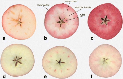 Variation and genetic parameters of fruit colour and polyphenol ...
