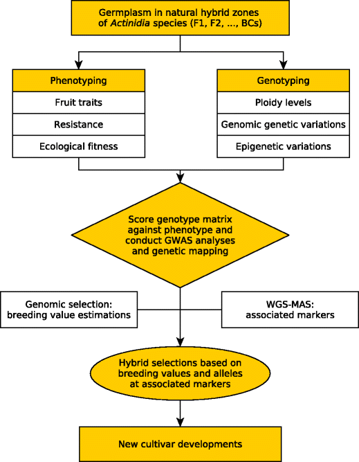 Natural hybridization, introgression breeding, and cultivar improvement ...