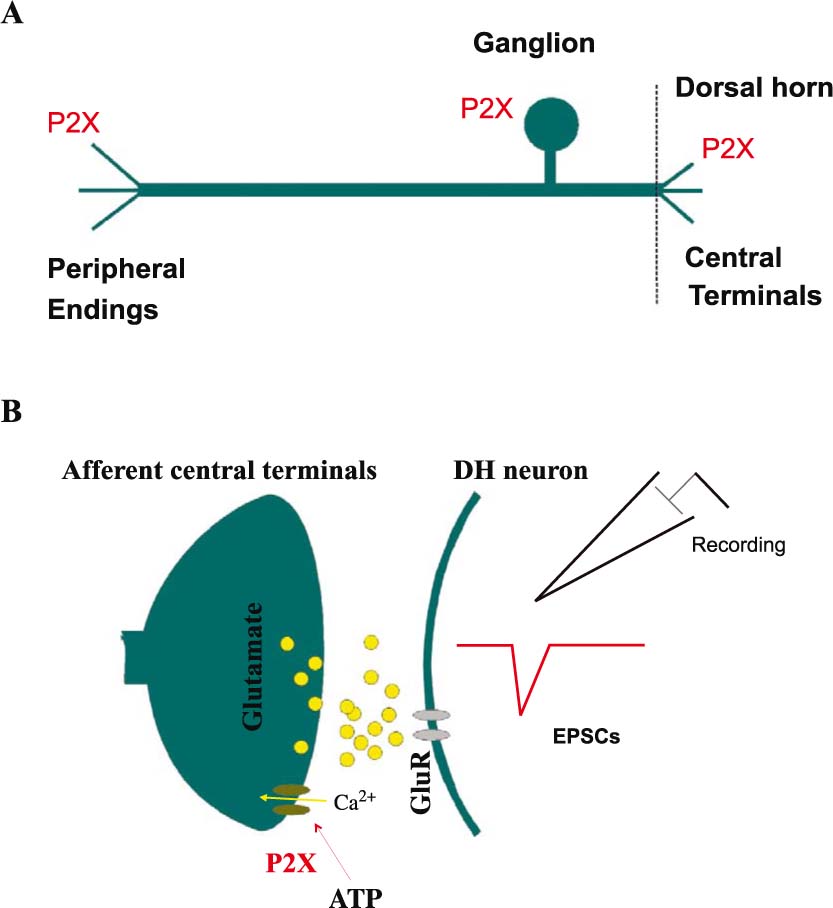 P2X receptor-mediated purinergic sensory pathways to the spinal cord ...