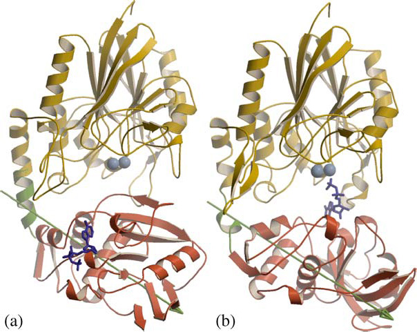 Ecto-5’-nucleotidase: Structure function relationships | SpringerLink