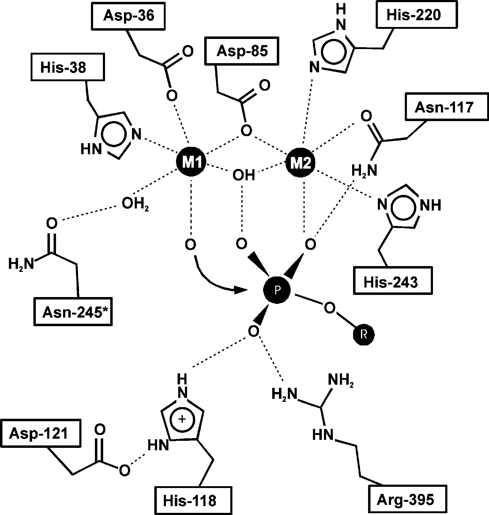 Ecto-5’-nucleotidase: Structure function relationships | SpringerLink