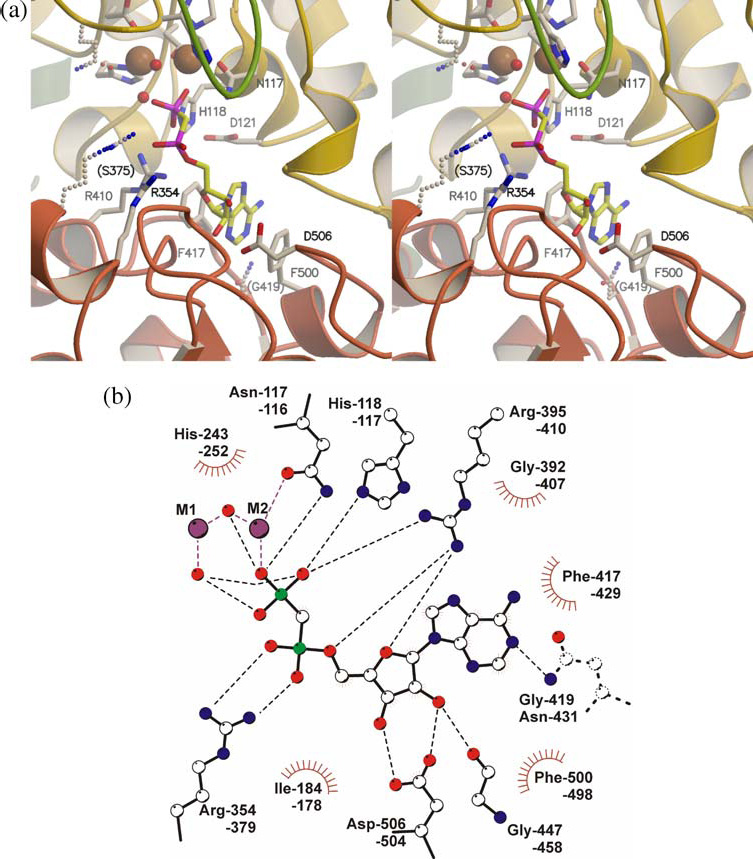 Ecto-5’-nucleotidase: Structure function relationships | SpringerLink
