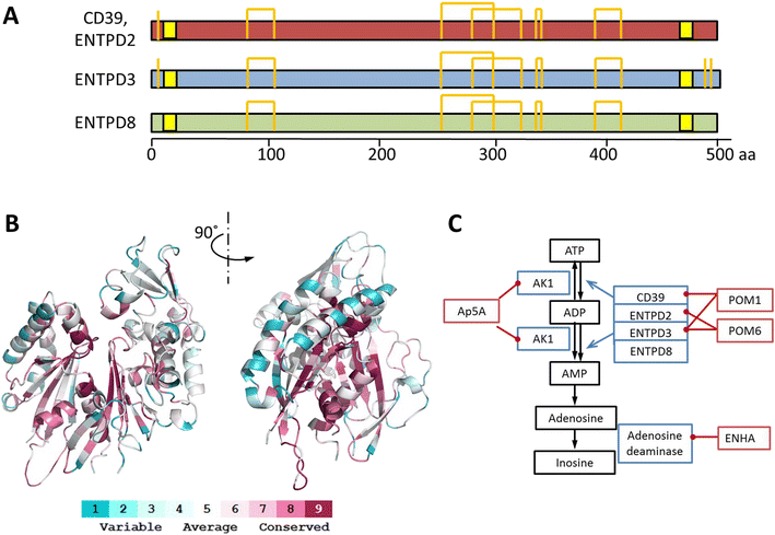 Characterization of circulating microparticle-associated CD39 family ...