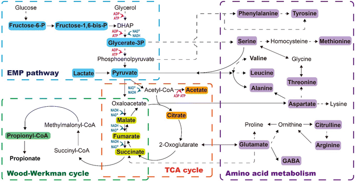 Comparative metabolomics analysis of the key metabolic nodes in ...