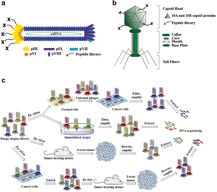 High-Throughput Approaches to the Development of Molecular Imaging ...