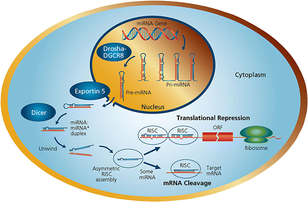 The emerging role of microRNAs in hypoxia-induced pulmonary ...