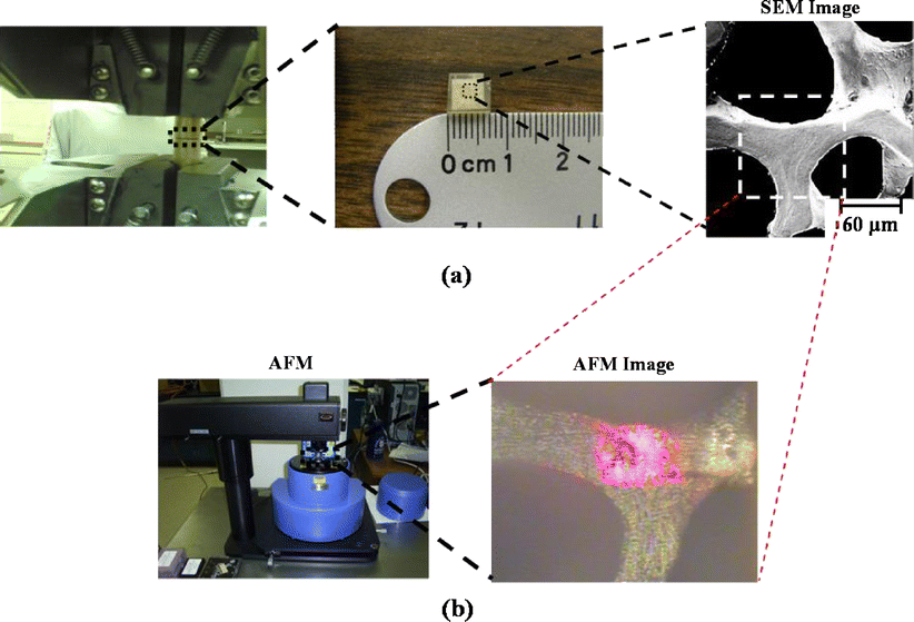 Effect of Compressive Straining on Nanoindentation Elastic Modulus of ...