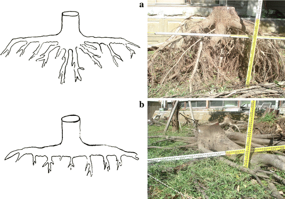 Effects of root architecture, physical tree characteristics, and soil ...