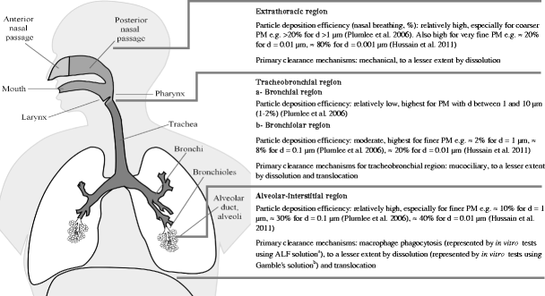 Lung bioaccessibility of contaminants in particulate matter of ...