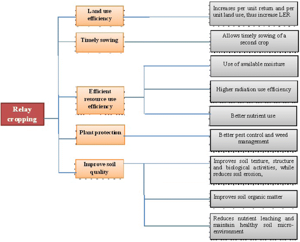 Relay cropping as a sustainable approach: problems and opportunities ...