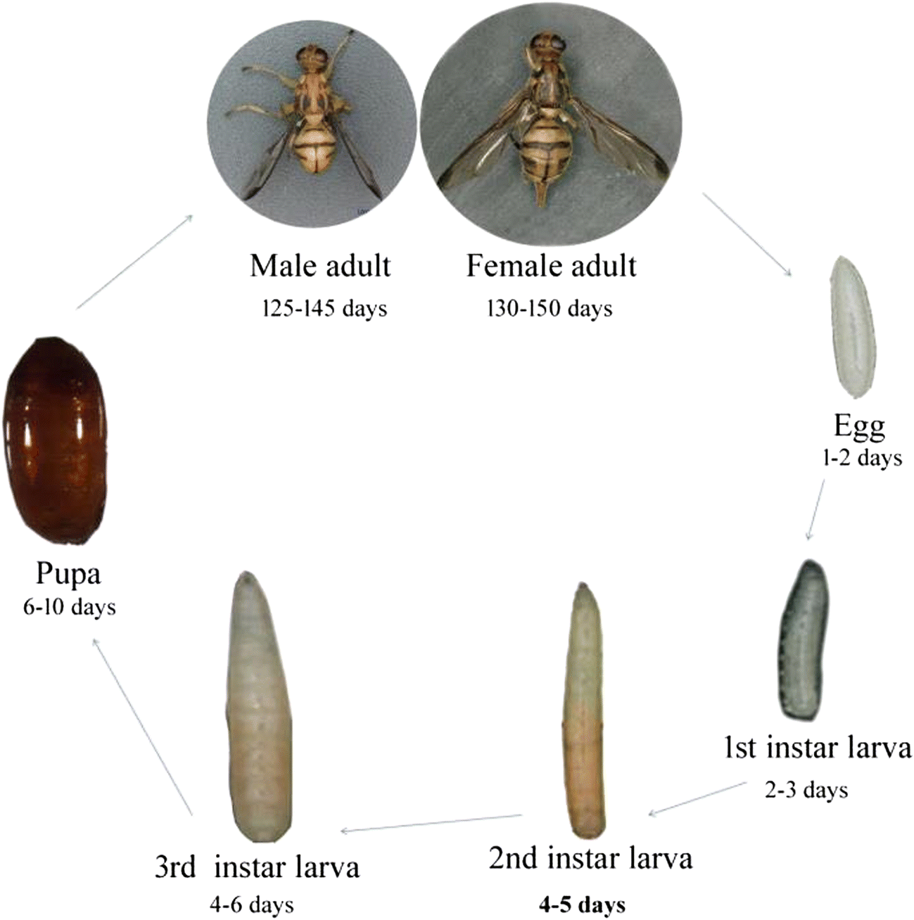 Biology, taxonomy, and IPM strategies of Bactrocera tau Walker and ...