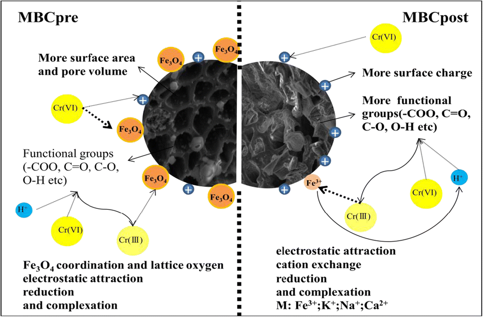 The potential adsorption mechanism of the biochars with different ...
