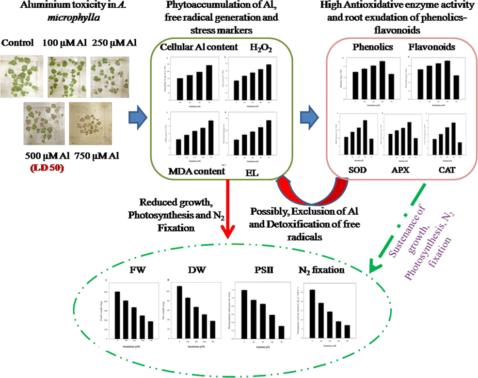 Physiological mechanisms of aluminum (Al) toxicity tolerance in ...