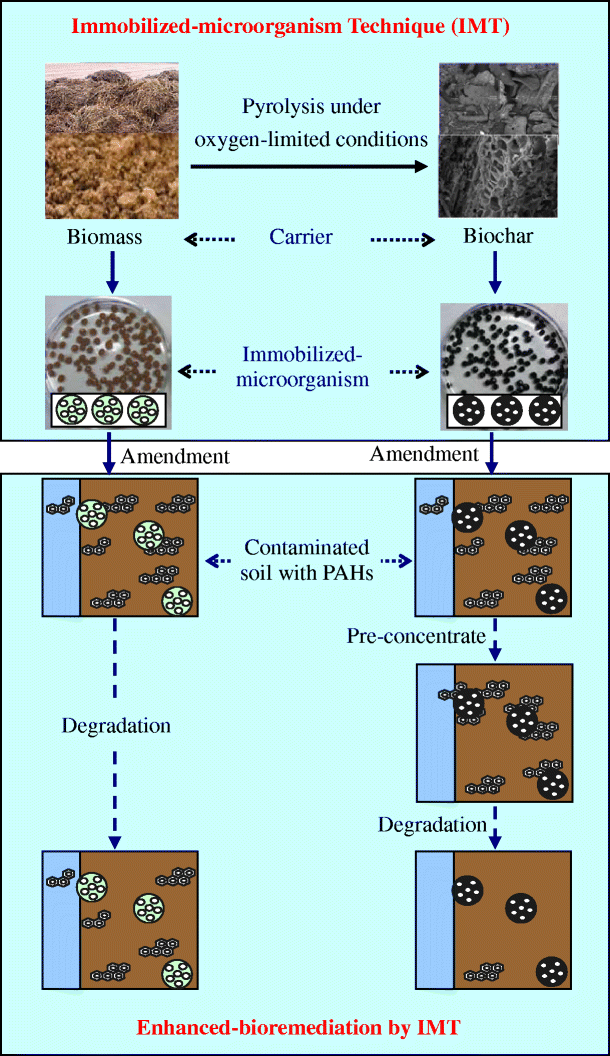 Enhanced bioremediation of PAH-contaminated soil by immobilized bacteria with plant residue and ...