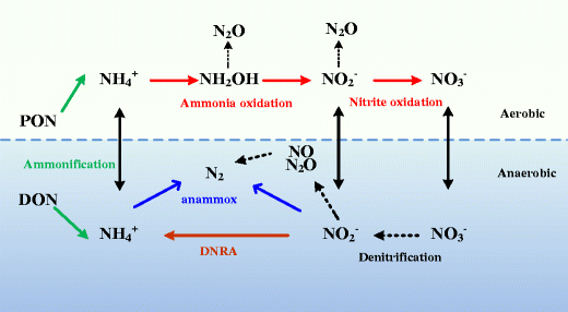 Frontiers in the microbial processes of ammonia oxidation in soils and ...