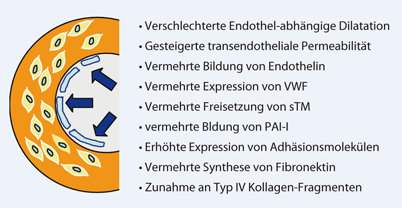 Das Endothel als Thromboregulator | SpringerLink