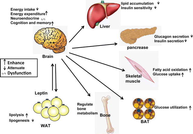 Leptin in normal physiology and leptin resistance | SpringerLink