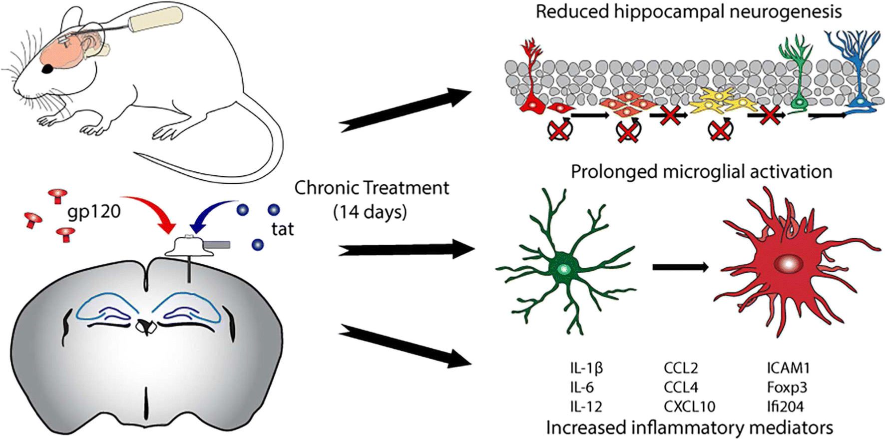 Chronic Intrahippocampal Infusion of HIV-1 Neurotoxic Proteins: A Novel ...